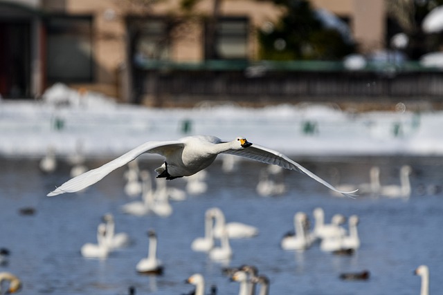 Cisne Ave Volando Pájaro - Foto gratis en Pixabay - Pixabay