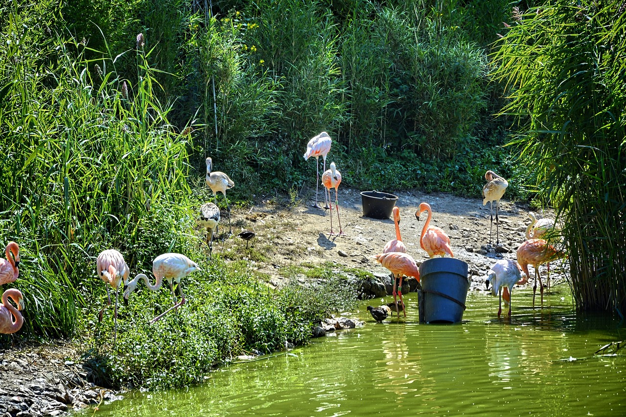 Flamingos Lago França - Foto gratuita no Pixabay - Pixabay