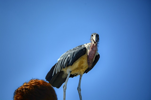 Marabou Stork Bird Animal - Free photo on Pixabay - Pixabay