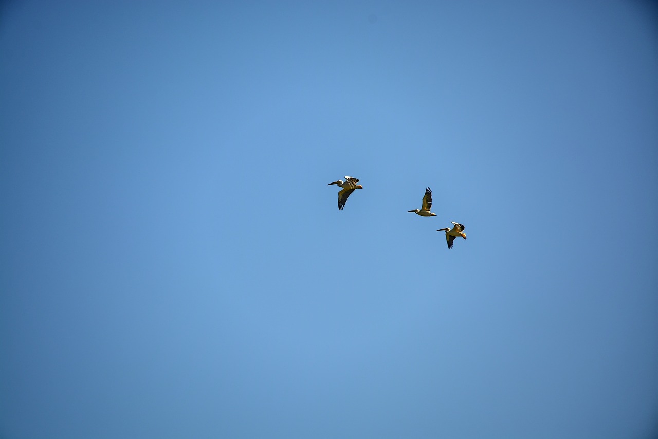 Birds Flying Ornithology - Free photo on Pixabay - Pixabay