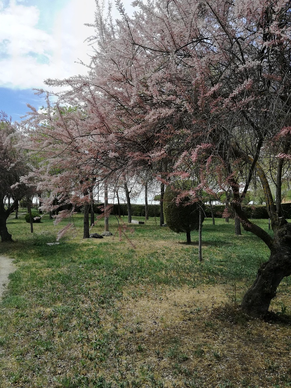 Park Baum Natur - Kostenloses Foto auf Pixabay - Pixabay