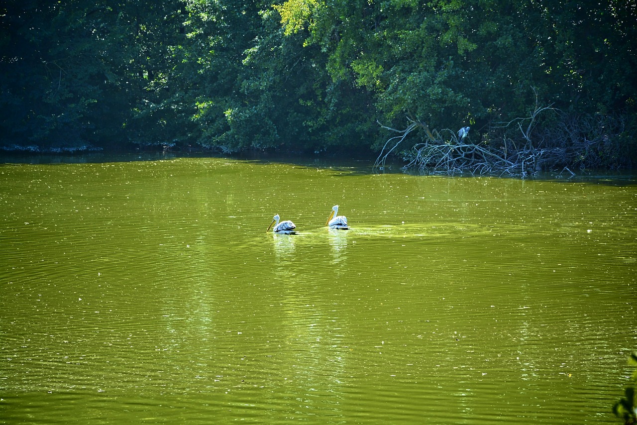 Birds Lake Bird Park Villars Les - Free photo on Pixabay - Pixabay