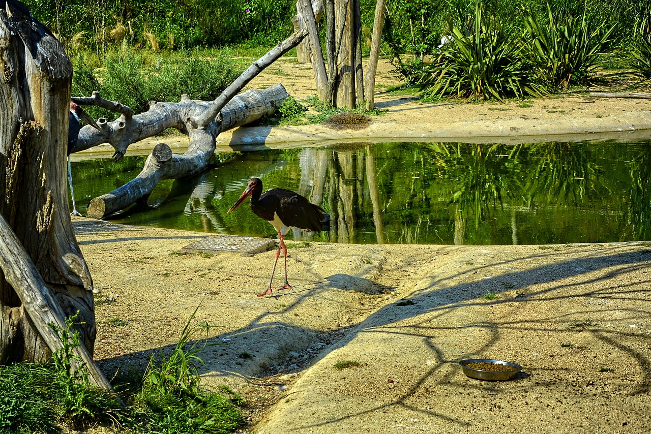 France Bird Park Villars Les - Free photo on Pixabay - Pixabay