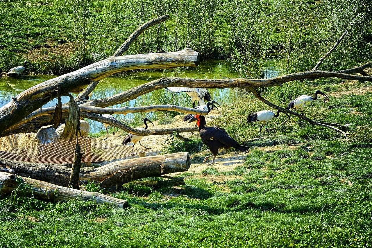 Frankreich Vogelpark Villars Les - Kostenloses Foto auf Pixabay - Pixabay