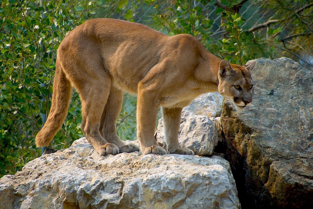 300 000 Kostenlose Puma Tier Und Puma Bilder Pixabay 300 000 Kostenlose Puma Tier Und Puma Bilder Pixabay