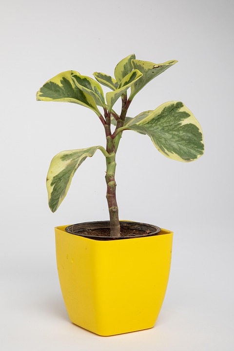 Clay Pot Plant Botany - Free photo on Pixabay