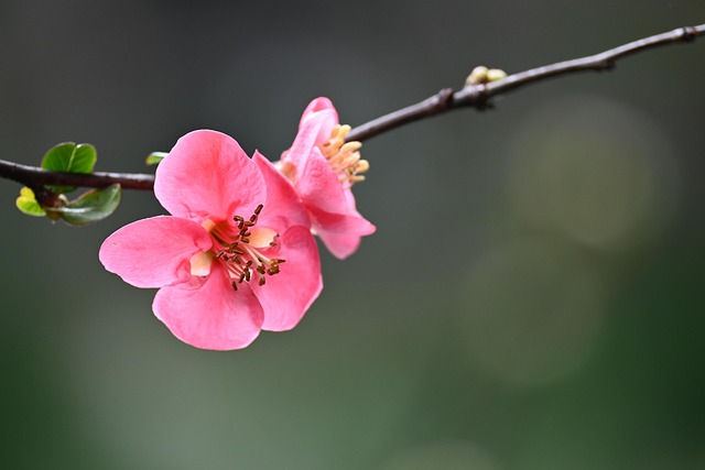 Fleur Bloom Fleurir - Photo gratuite sur Pixabay
