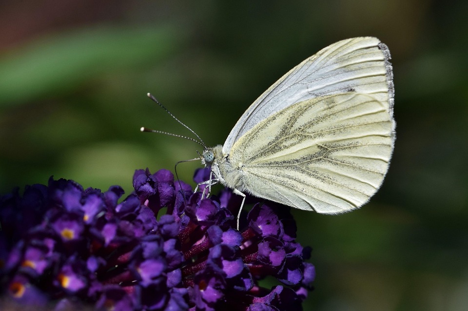 Green-Veined White Butterfly - Free photo on Pixabay