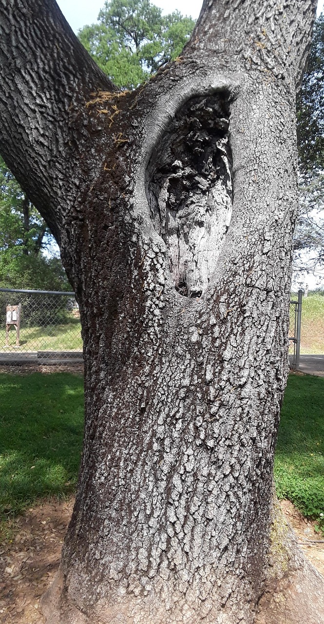 Peek-A-Boo Oak - Free photo on Pixabay