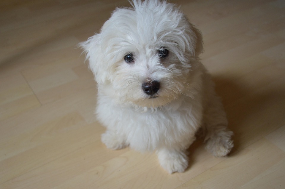 Animal Puppy Canine - Free photo on Pixabay