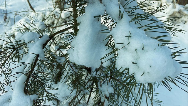 Pine Needles Leaves Snow - Free photo on Pixabay - Pixabay
