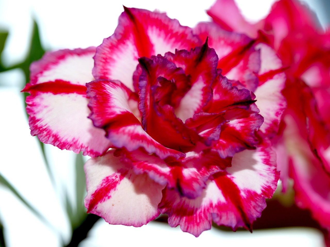 Adenium Obesum Flower Bloom - Free photo on Pixabay - Pixabay