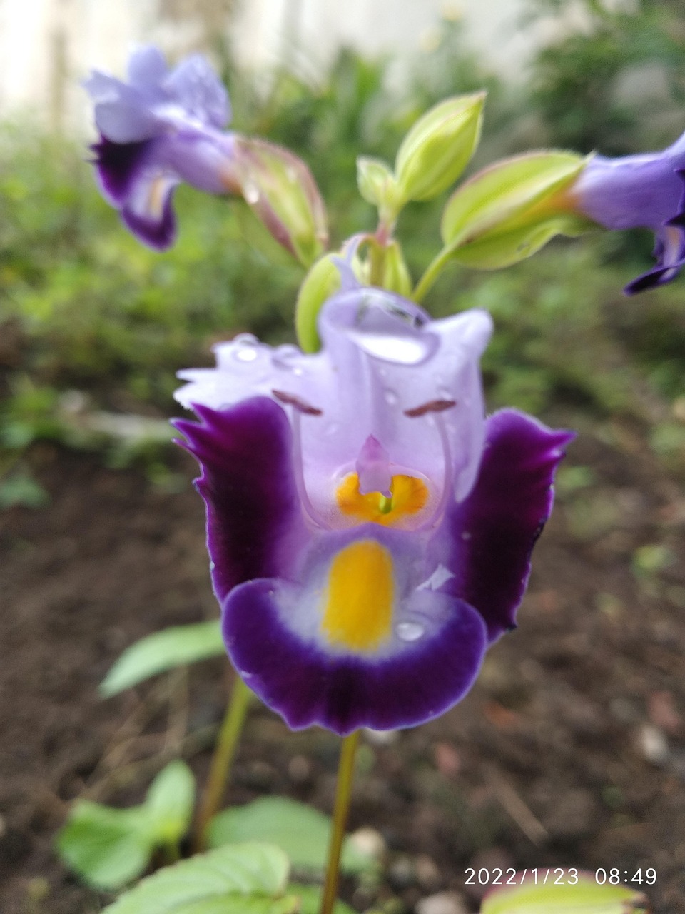 Israel Flower Wild Plants - Free photo on Pixabay - Pixabay