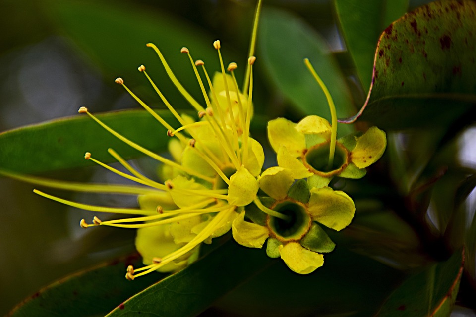 Golden Penda Flower Plant Yellow - Free photo on Pixabay - Pixabay