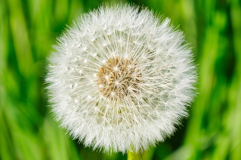 Flor Diente De León Silvestre - Foto gratis en Pixabay - Pixabay