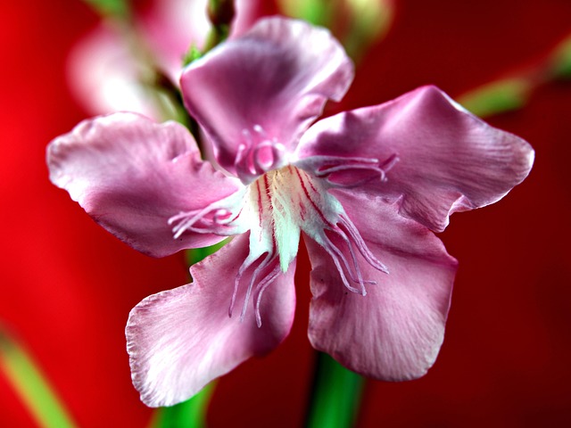 Flor Adelfa Flora - Foto gratis en Pixabay - Pixabay