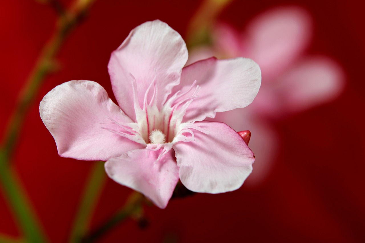Fleur Laurier Rose Flore - Photo gratuite sur Pixabay - Pixabay