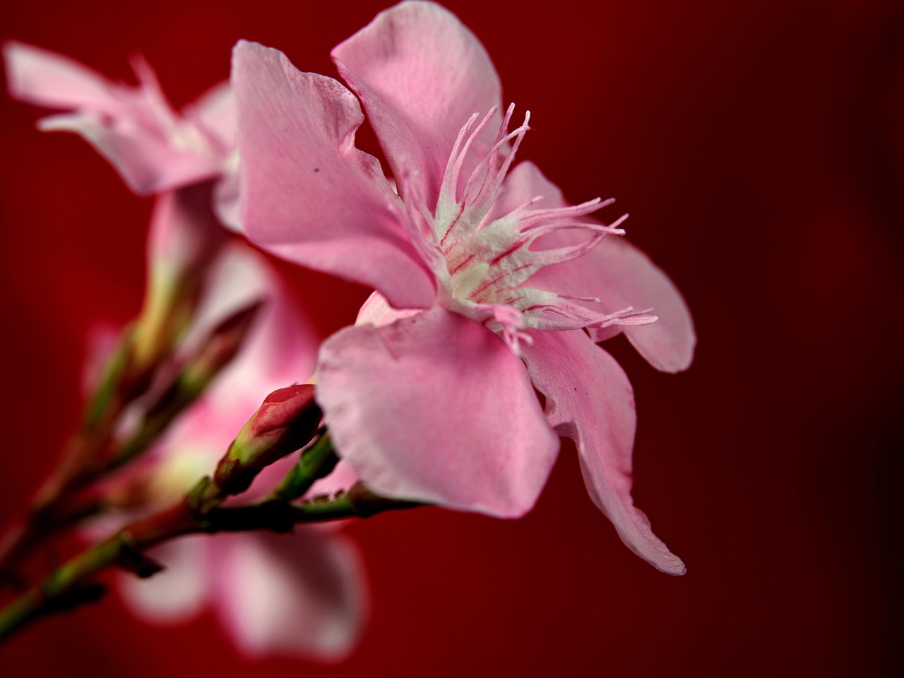 Fleur Laurier Rose Flore - Photo gratuite sur Pixabay - Pixabay