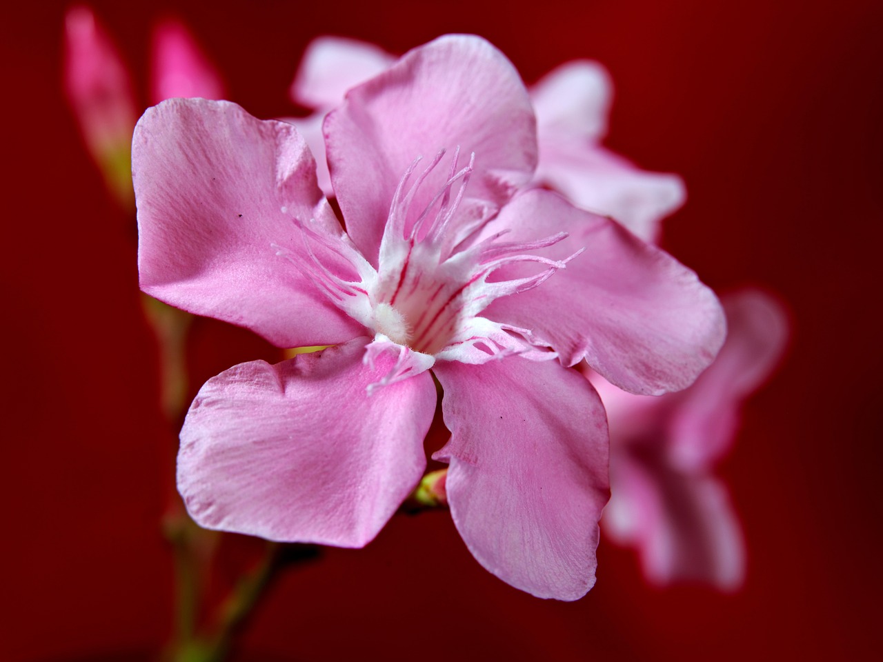 Fleur Laurier Rose Flore - Photo gratuite sur Pixabay - Pixabay