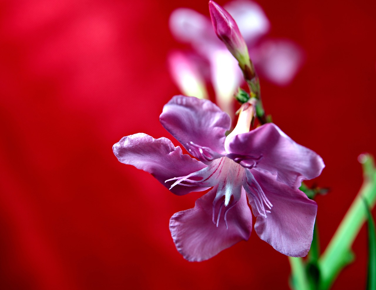 Plus de 300 photos gratuites de Laurier Rose et de Nature - Pixabay