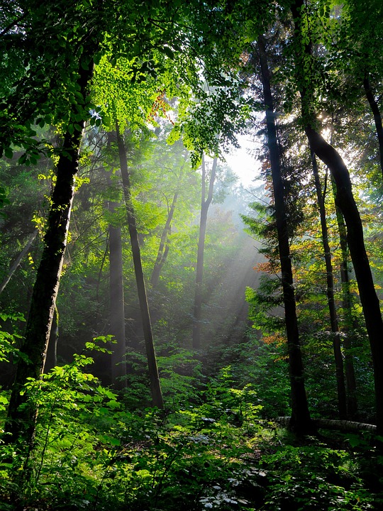 Nature Forêt Des Arbres En Plein - Photo gratuite sur Pixabay - Pixabay