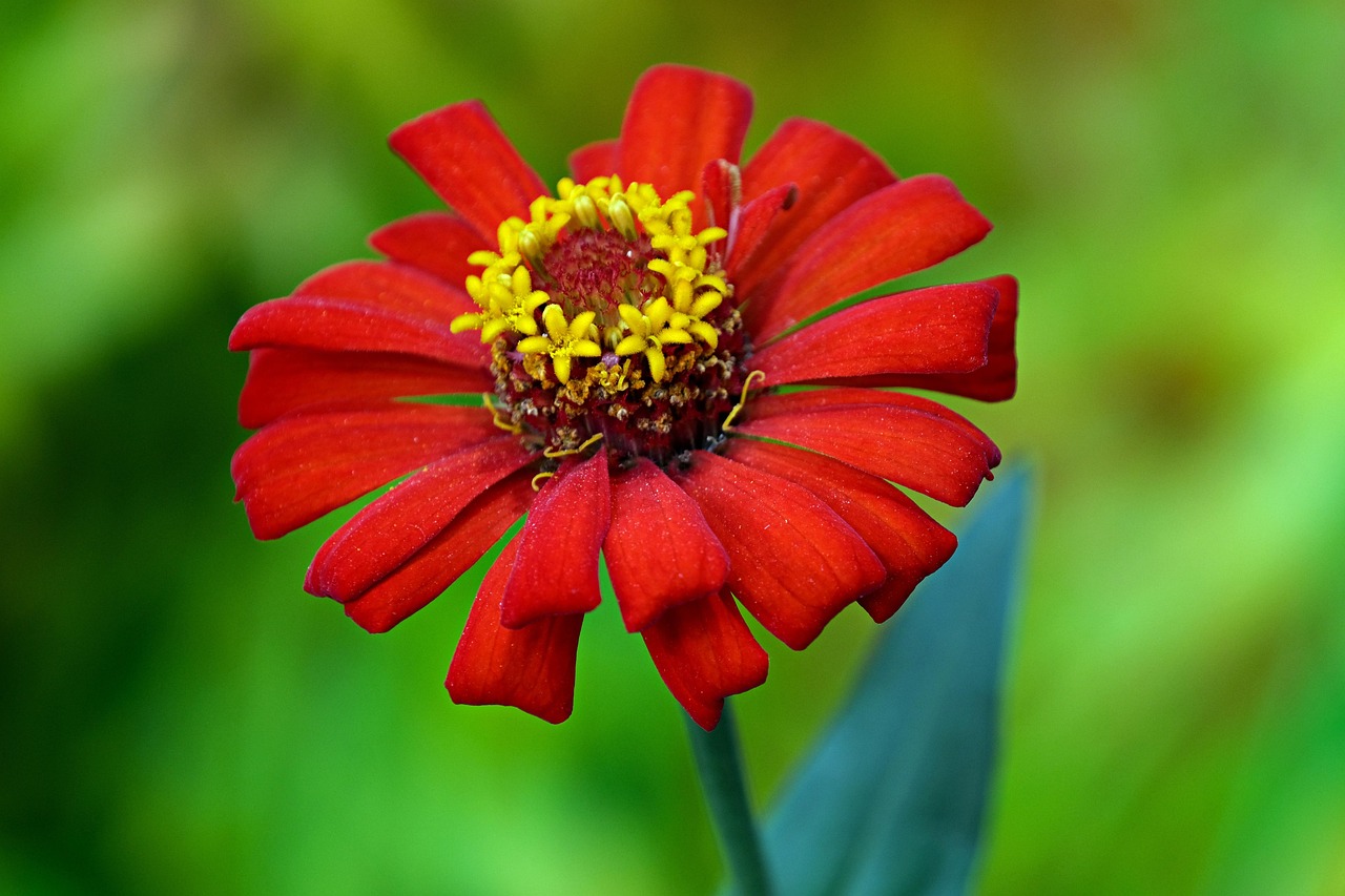 Fleur Zinnia Elegans Flore - Photo gratuite sur Pixabay - Pixabay