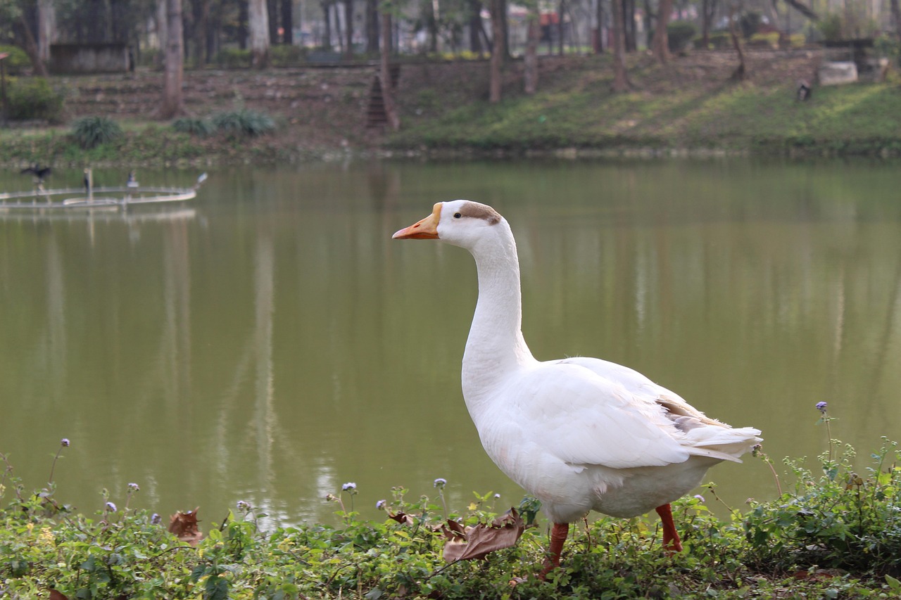 Gans Vogel Tierwelt - Kostenloses Foto auf Pixabay - Pixabay