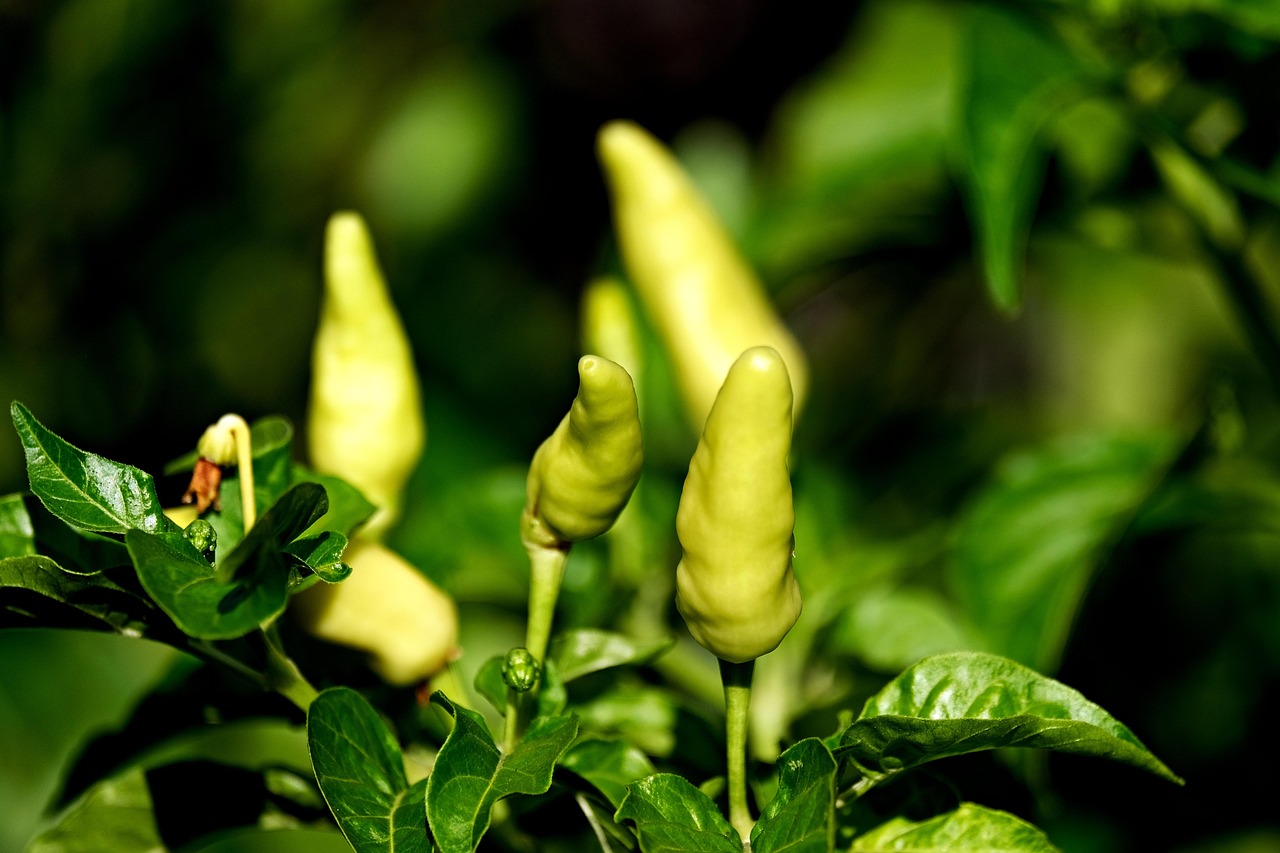 Pimenta Planta De Horta - Foto gratuita no Pixabay - Pixabay