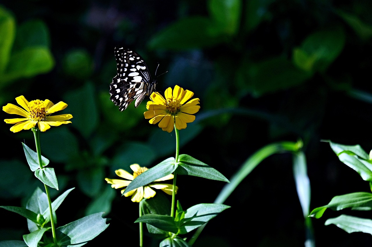 Papillon Citron Vert Insecte - Photo gratuite sur Pixabay - Pixabay