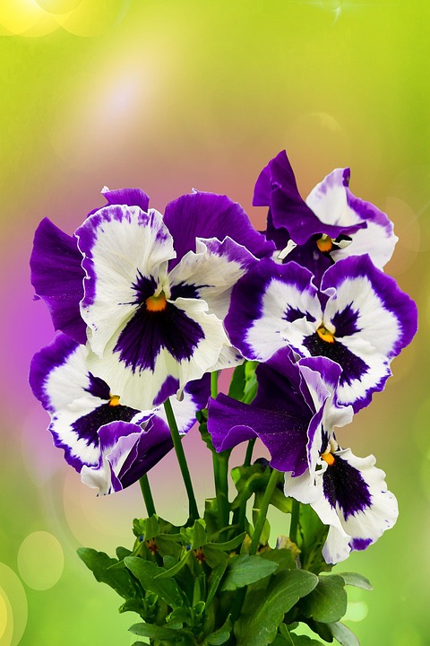 Pansy Bouquet Flowers - Free photo on Pixabay