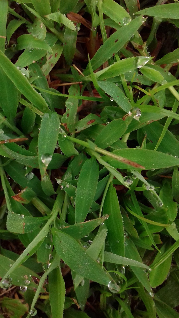 Wasser Wassertropfen Regen - Kostenloses Foto auf Pixabay - Pixabay
