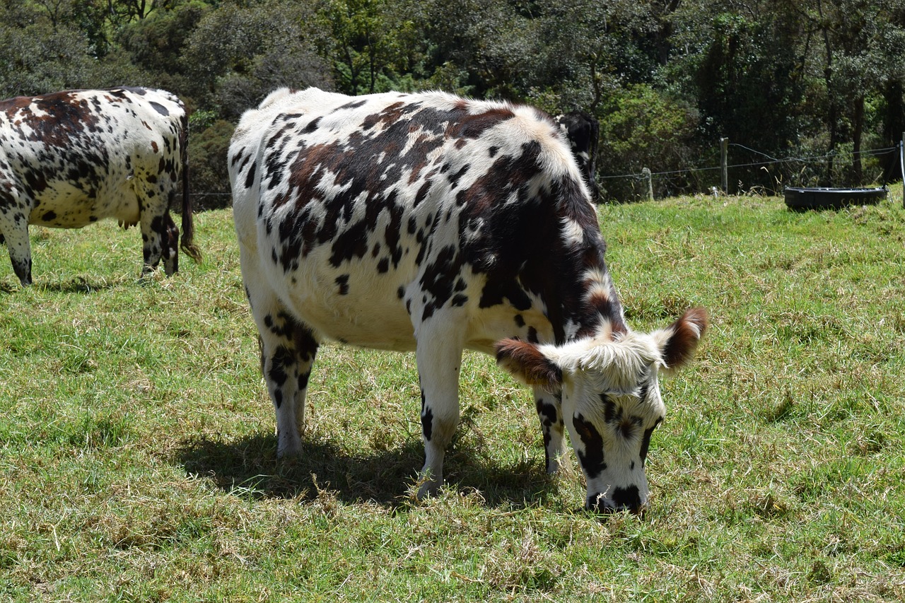 Sapi Padang Rumput Penggembalaan - Foto gratis di Pixabay