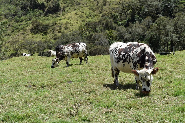 Sapi Padang Rumput Penggembalaan - Foto gratis di Pixabay - Pixabay