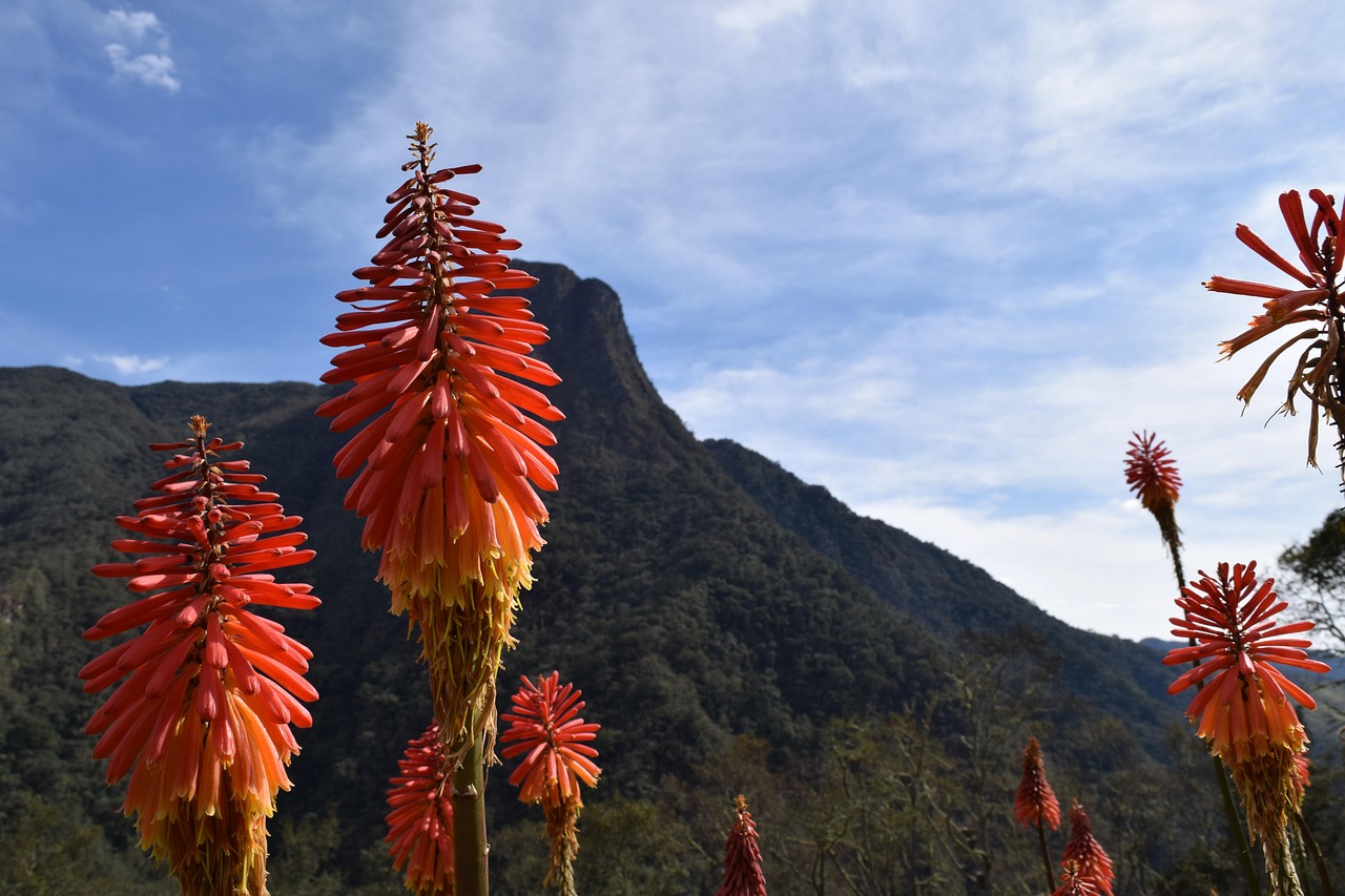 70+ Free Pok & Nature Images - Pixabay