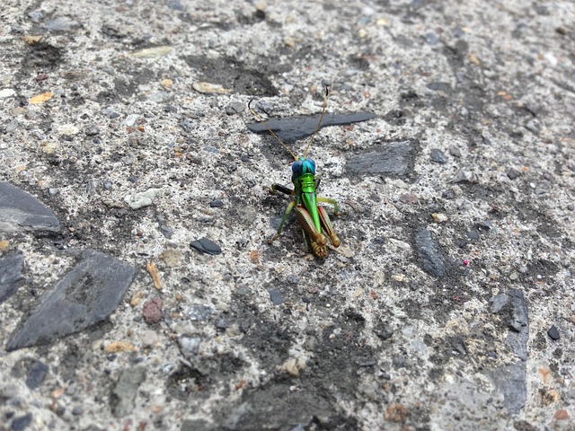 Cricket Insect Entomology - Free photo on Pixabay - Pixabay