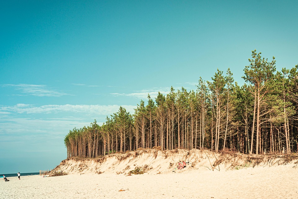 Beach Trees Forest - Free photo on Pixabay
