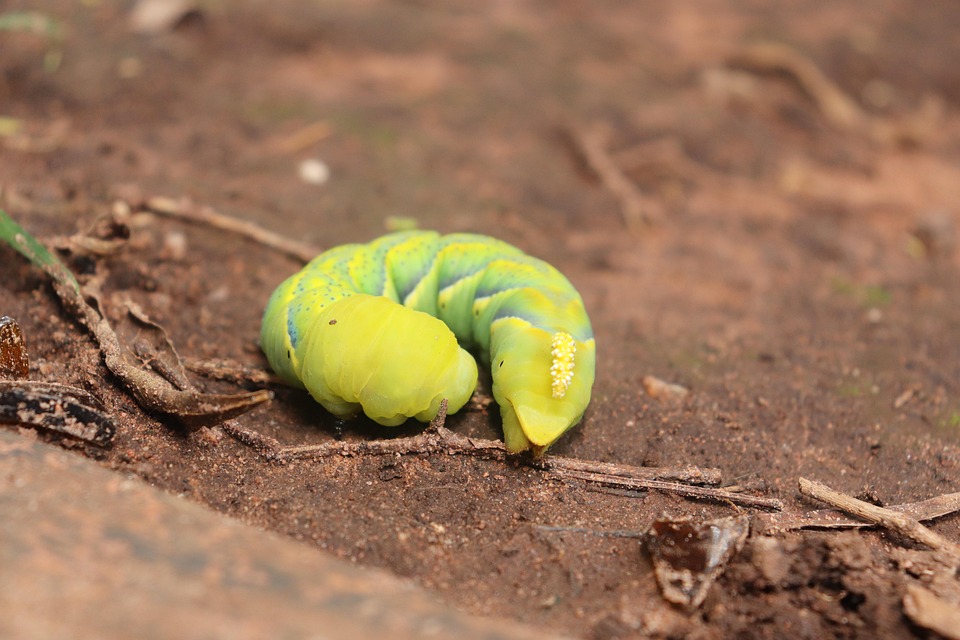 Oruga Insecto Suelo - Foto gratis en Pixabay - Pixabay