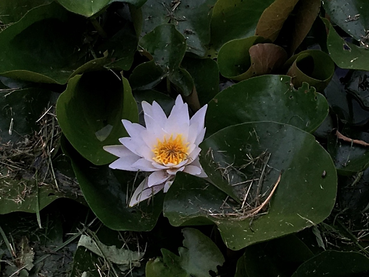 Bunga Lili Air Putih Nymphaea Alba - Foto gratis di Pixabay - Pixabay