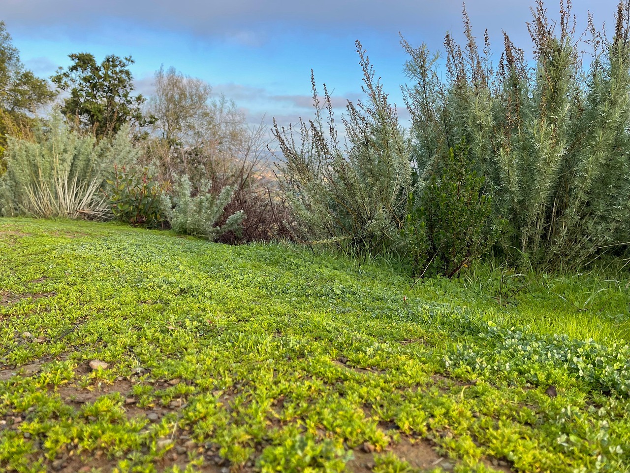 Green Nature Running - Free photo on Pixabay - Pixabay
