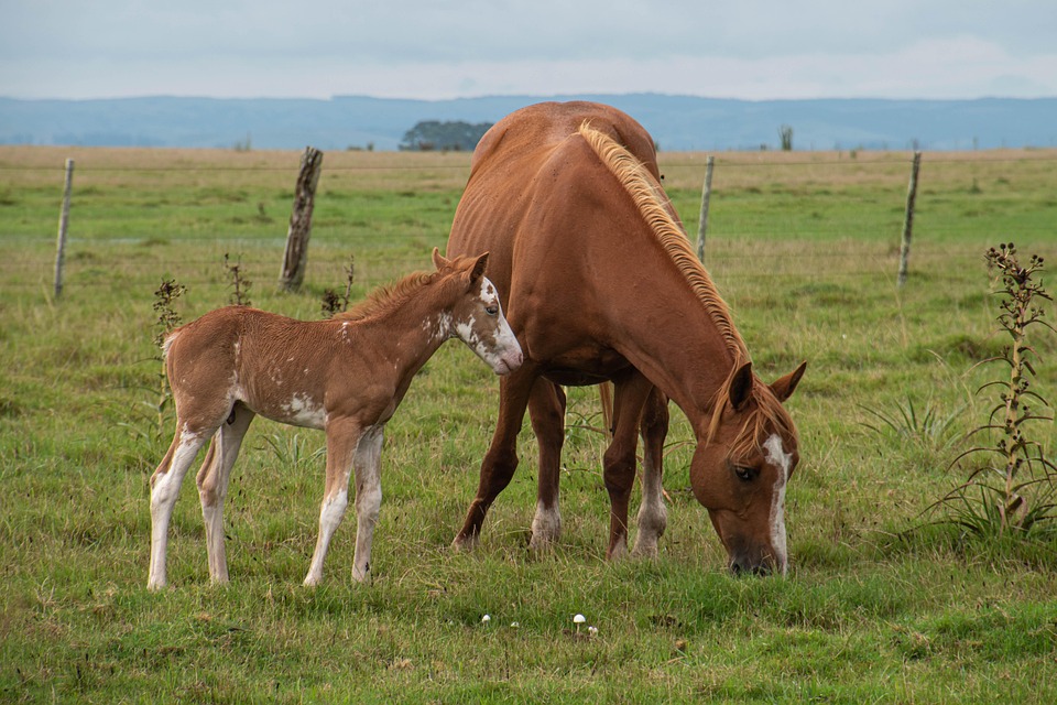 Animal Caballo Mamífero - Foto gratis en Pixabay