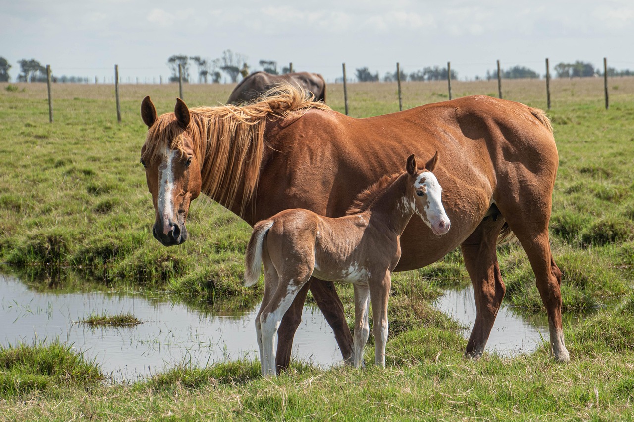 Animal Caballo Mamífero - Foto gratis en Pixabay