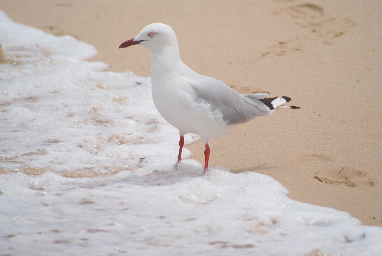 Bird Seagull Ornithology - Free photo on Pixabay - Pixabay