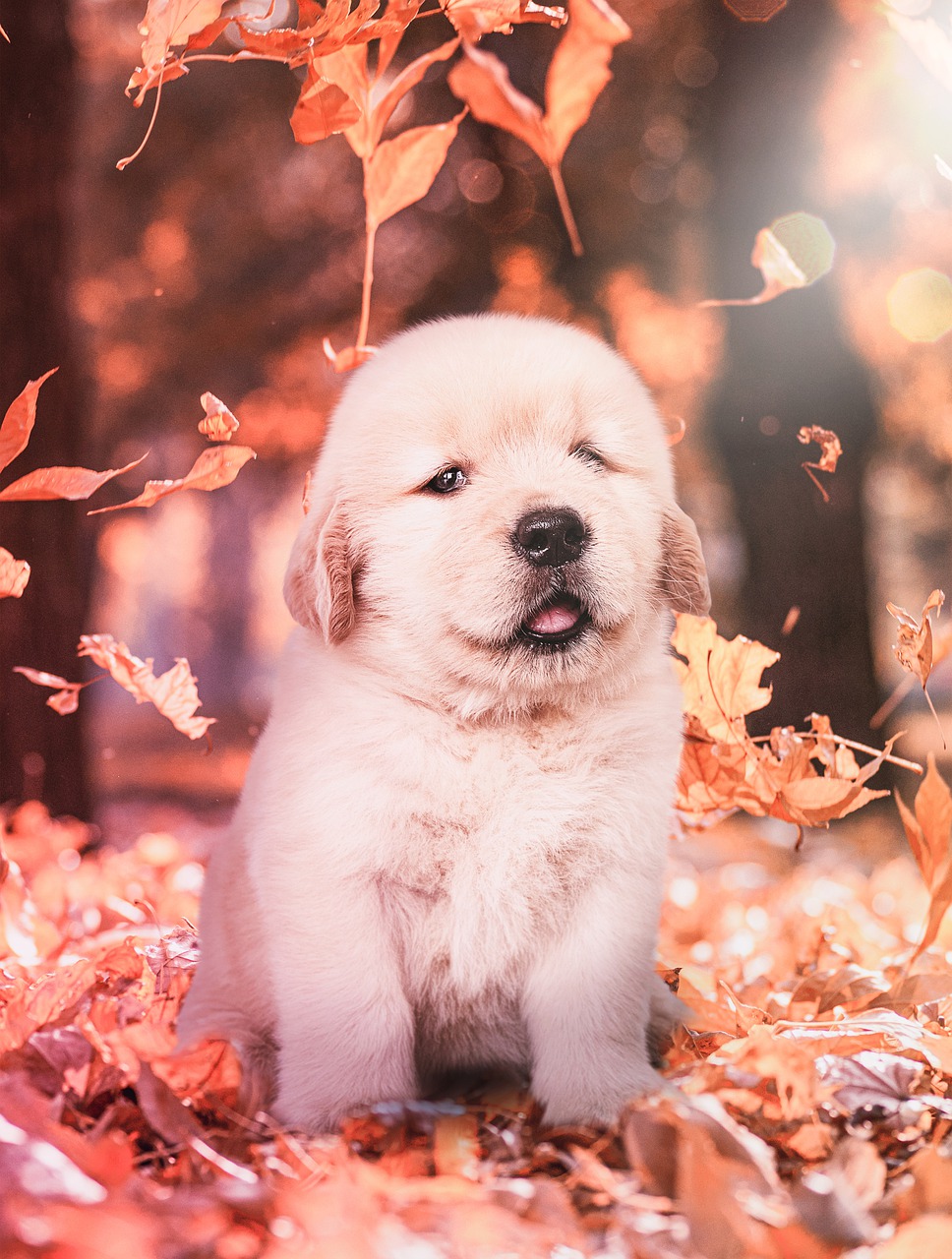 Filhote De Cachorro Outono Bicho - Imagens grátis no Pixabay