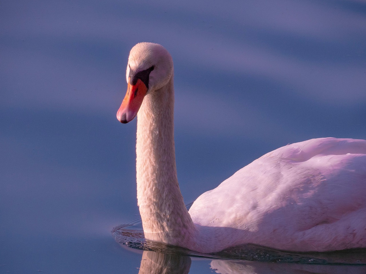Bird Swan Ornithology - Free photo on Pixabay - Pixabay