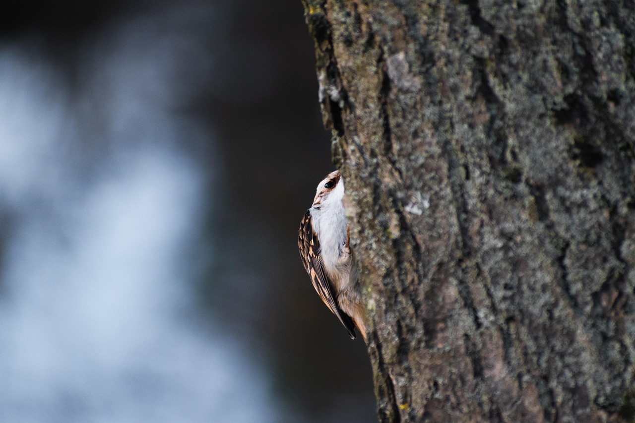 Songbird Bird Wildlife - Free photo on Pixabay - Pixabay