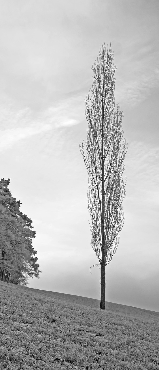 Winter Baum Schnee - Kostenloses Foto auf Pixabay