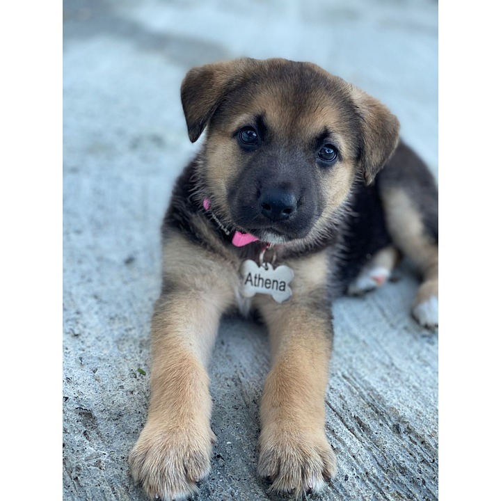 Animal Puppy German Shepherd - Free photo on Pixabay