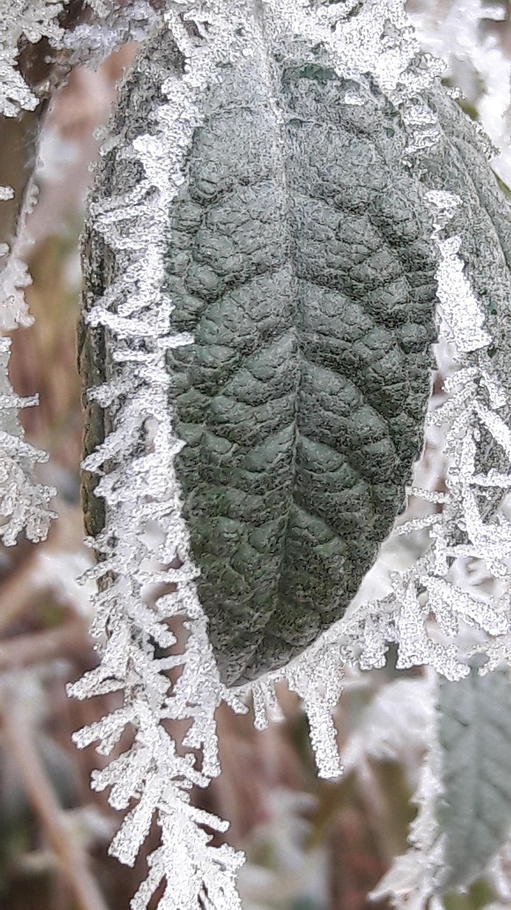 Frost Winter Winther - Free photo on Pixabay