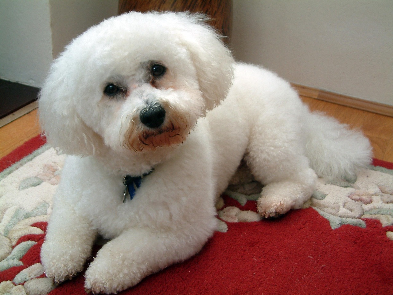 Bichon Frise Perro Quizical - Foto gratis en Pixabay