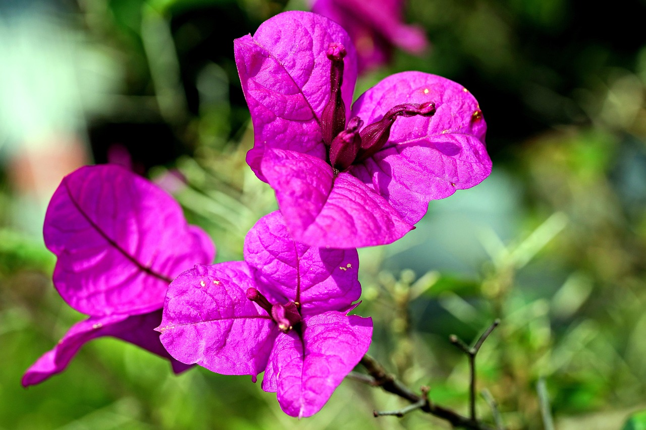 Flor Buganvílias Flora - Foto gratuita no Pixabay - Pixabay
